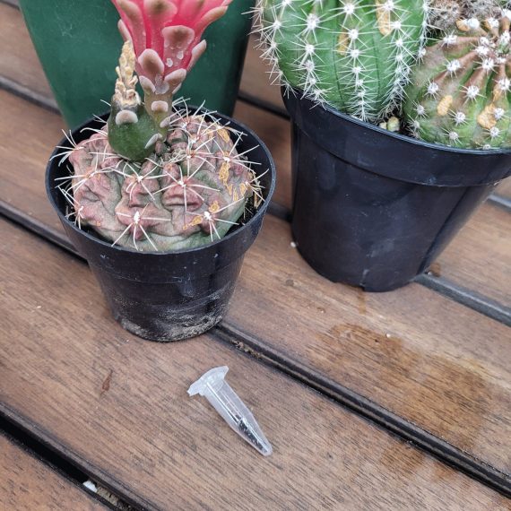 Small Cactus Variety Cacti Cactus Seed Garden Kit 100 Seeds Included ...