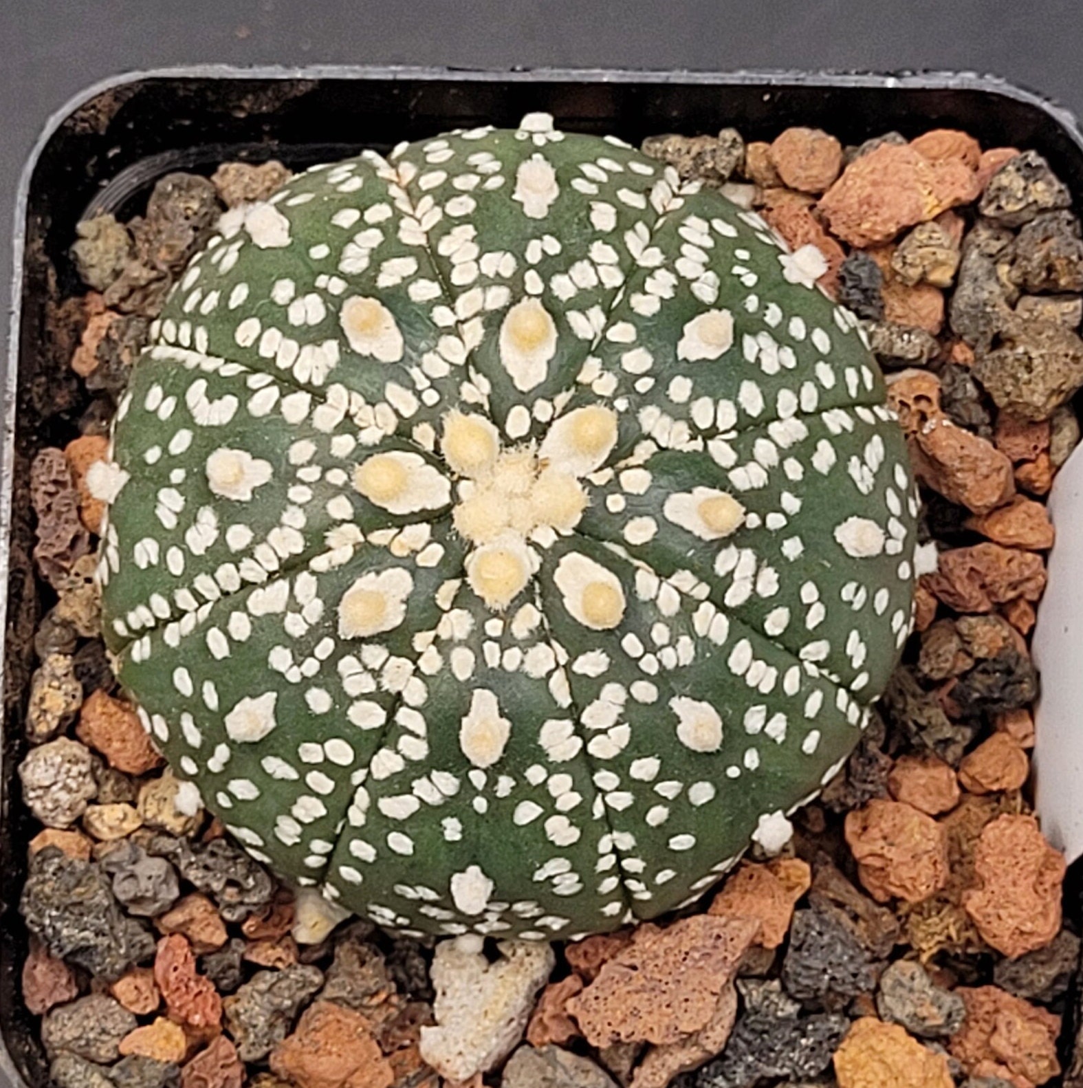 Astrophytum Super Kabuto Cactus Beautiful #5698 Gorgeous Dark Green Big ...