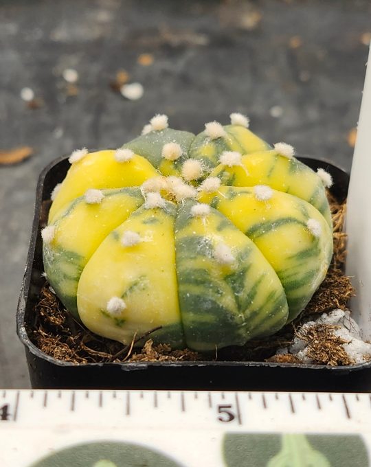 Succulents & Cacti – The Pioneer Nursery