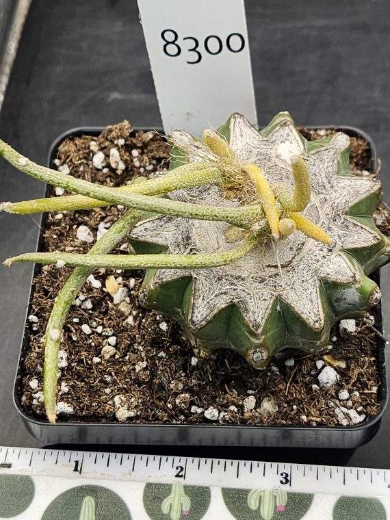 Rare Variegated Astrophytum Caput Medusae Grafted onto Ferocactus Peninsulae Scion – Collector's ...