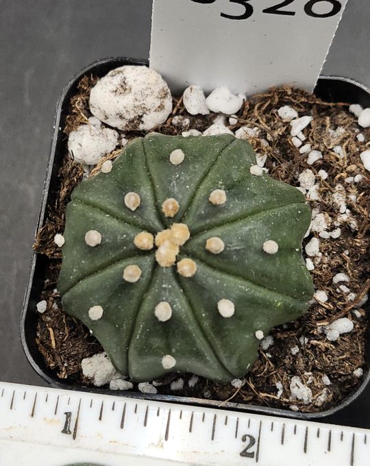 Succulents & Cacti – The Pioneer Nursery