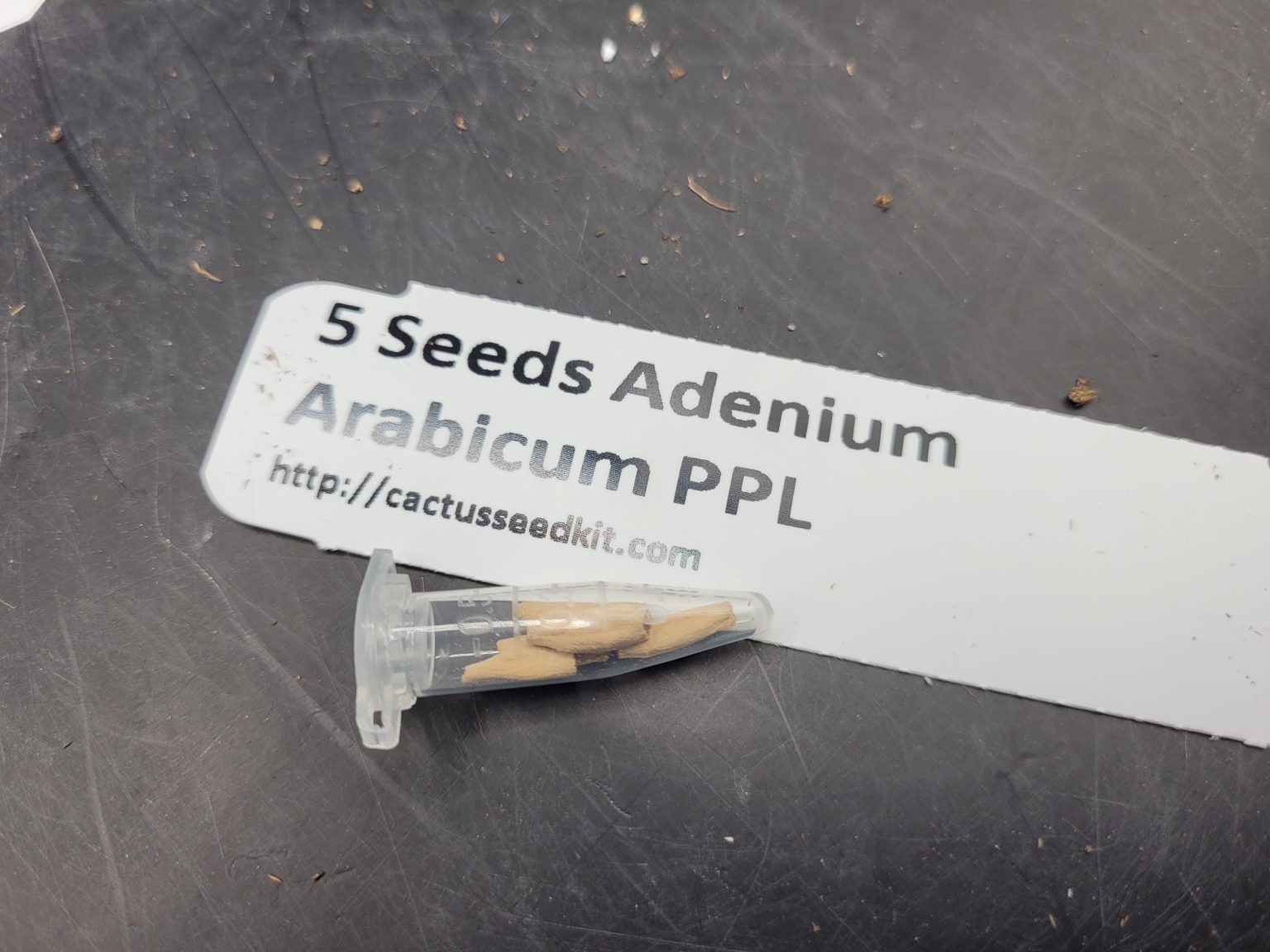 Set of 5 Adenium Arabicum PPL Seeds – Rare Desert Rose Seeds for ...